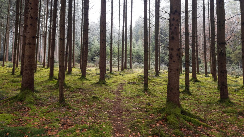 À la découverte du Bosc Viu d’Ordino | Au sud des Pyrénées 2026